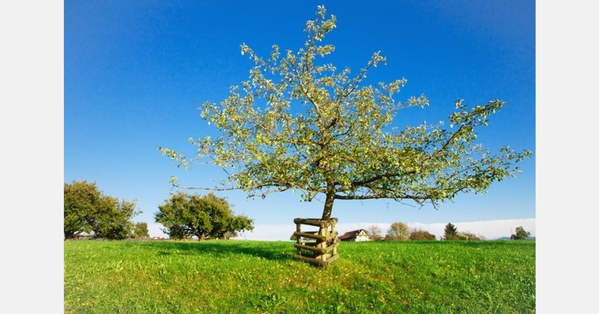 Australian growers report poor fruit set in Hawkesbury orchards