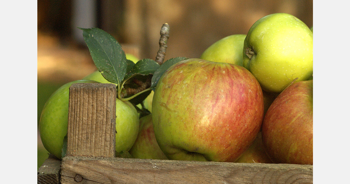 Spectroscopy advances improve apple quality monitoring and sorting in ...