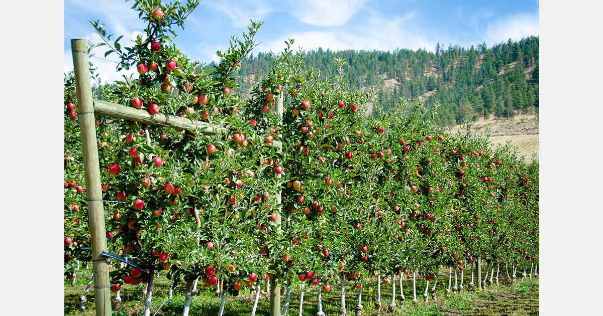 Yunnan’s apple industry boosts rural incomes and exports