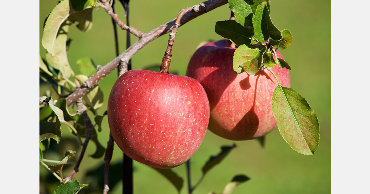 Quality-first strategy in Batlow orchard yields high profits