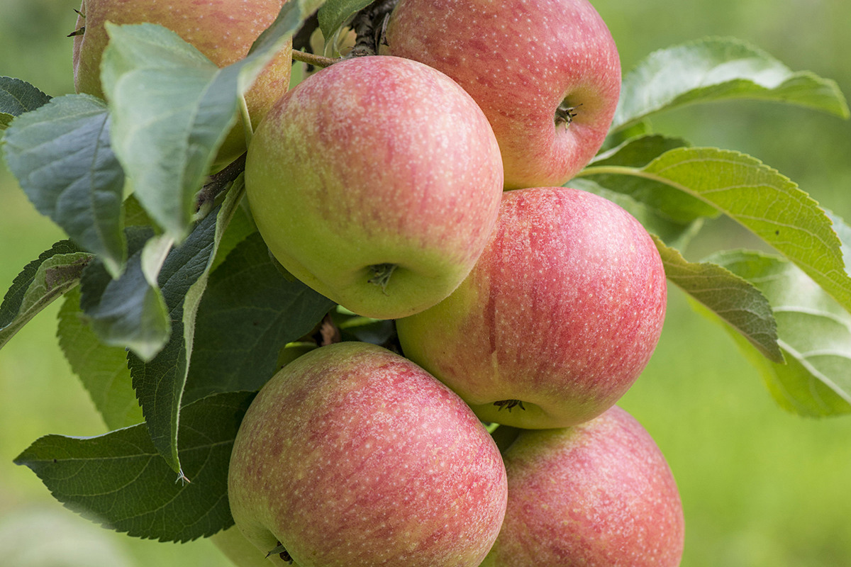 Harvest conditions in the latter part of apple growing season created ...