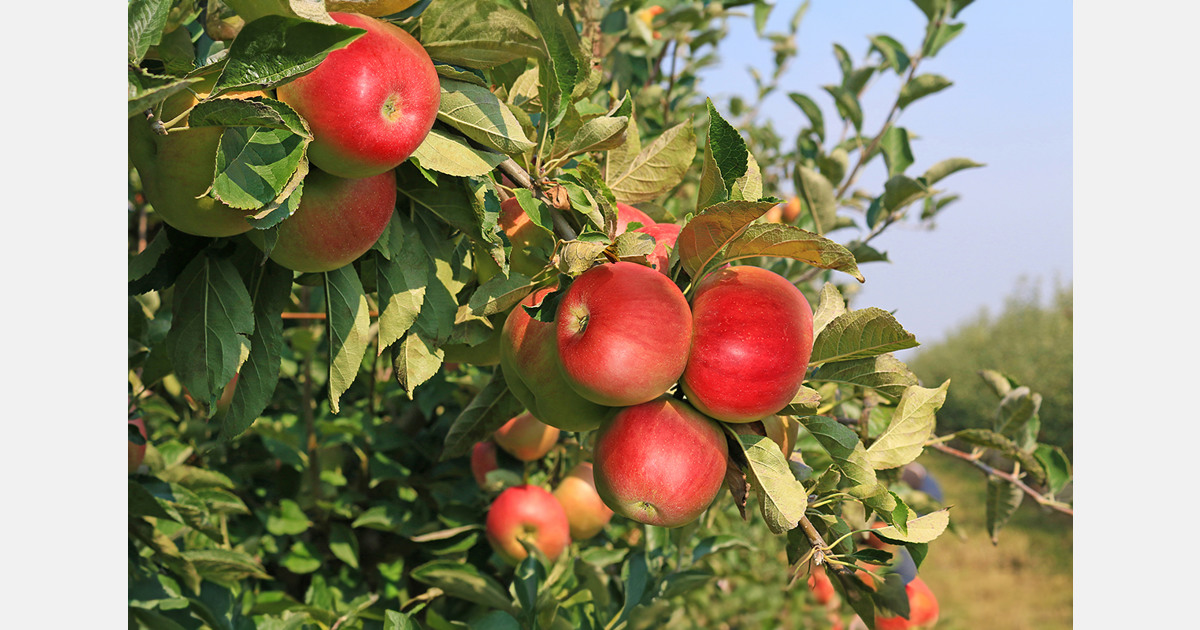 Sassy apple debuts in South Africa at select Pick n Pay stores