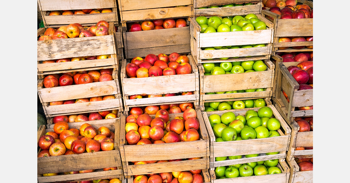 Russia boosts orchards with resilient apple varieties