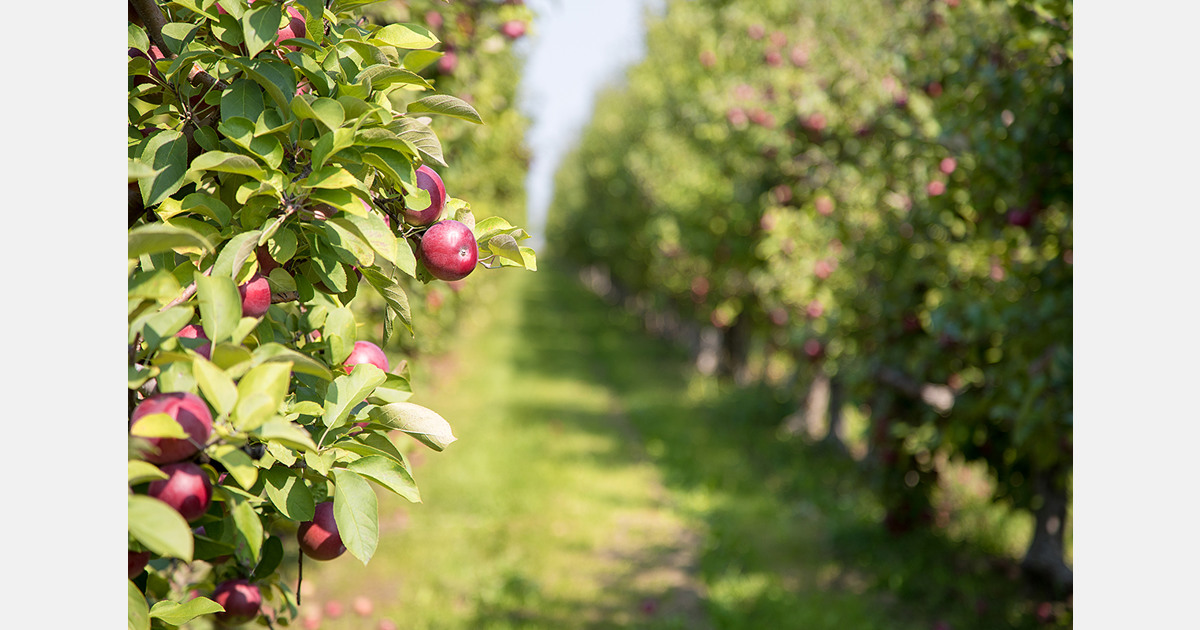 High-Density apple farming grows in Jammu and Kashmir