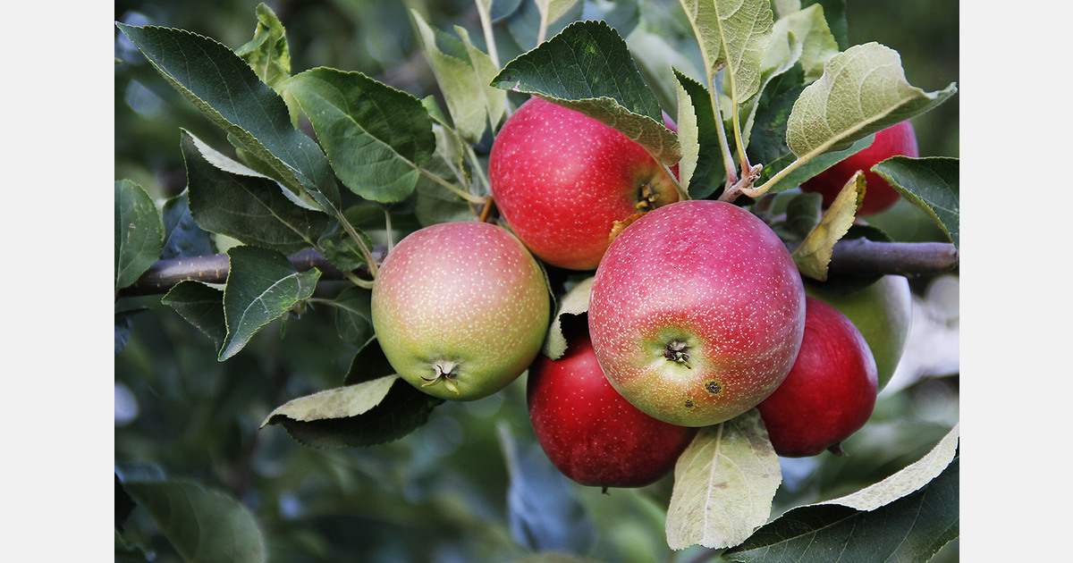 Craigmore expands New Zealand apple operations with new acquisitions