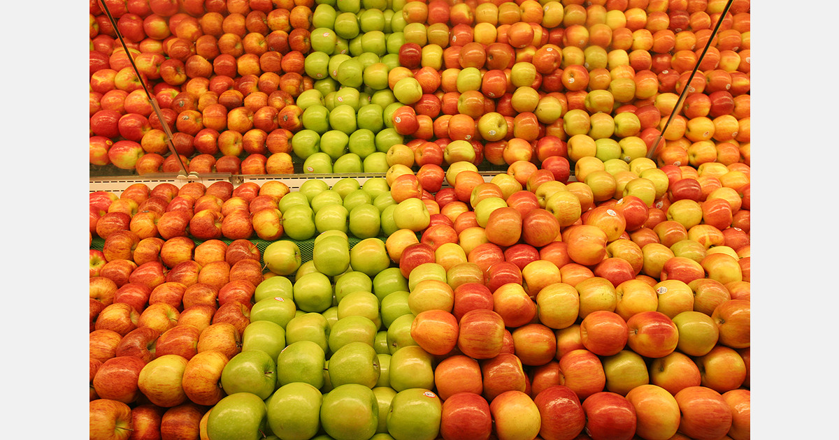 Exploring new apple varieties in Ontario
