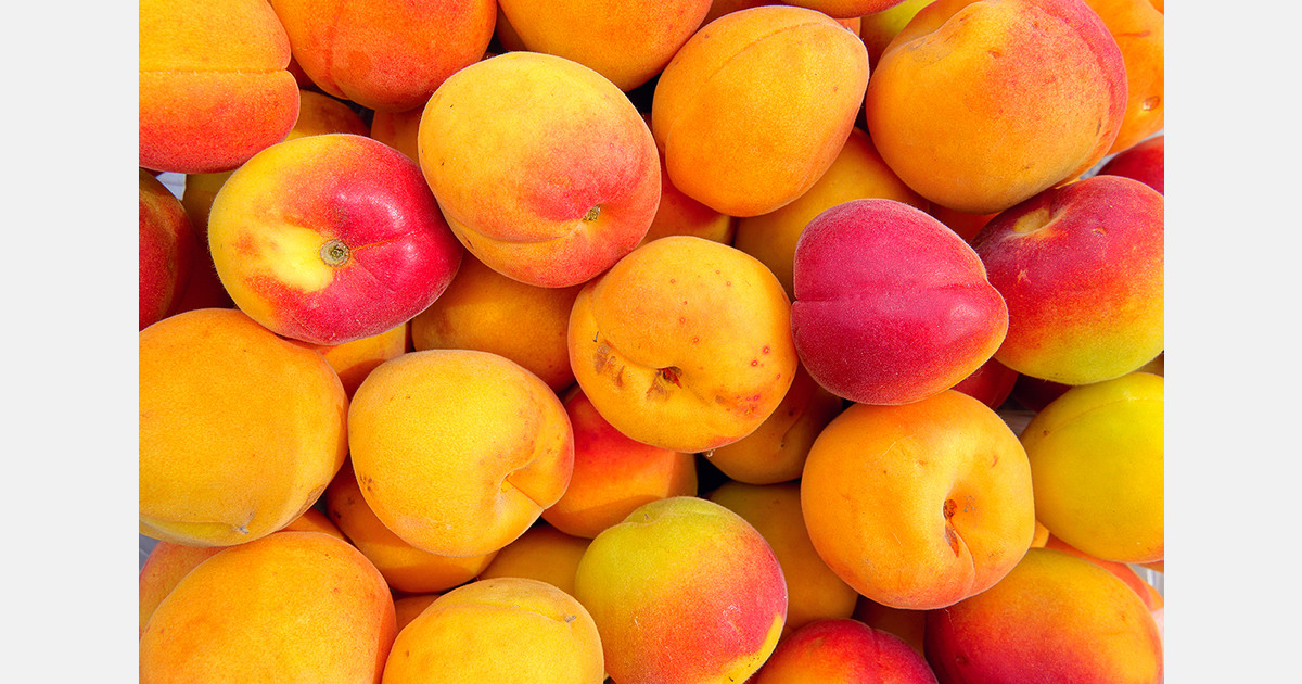 Tajikistan launches program to boost apricot sector