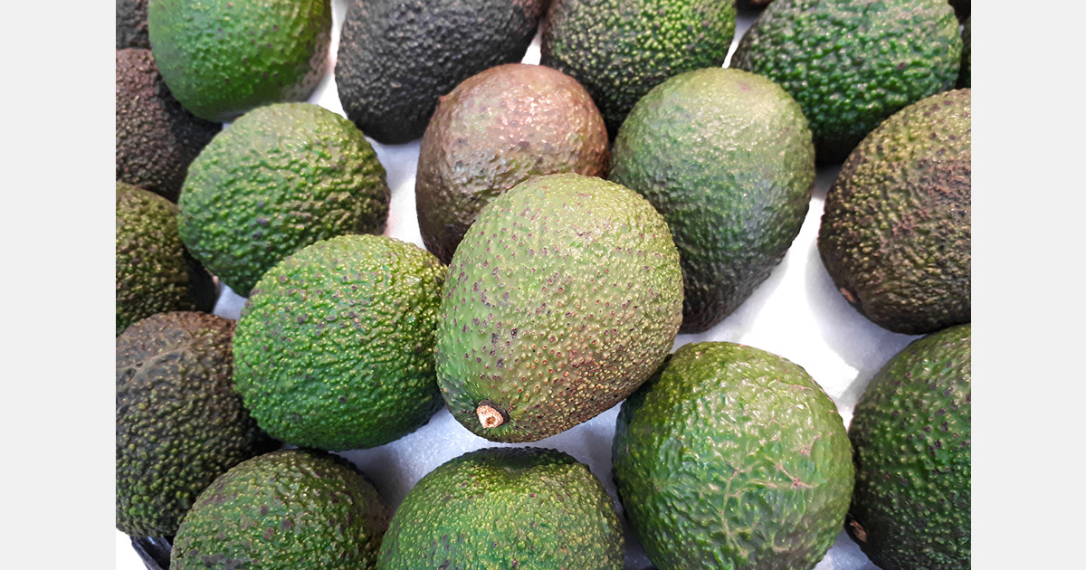 Rwanda's Huye district hopes for avocado export boom