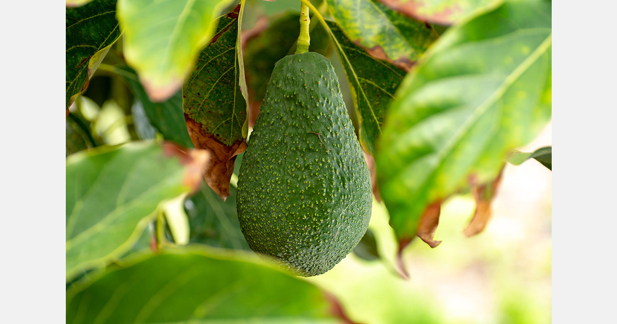 Avocado cultivation expands in South Africa
