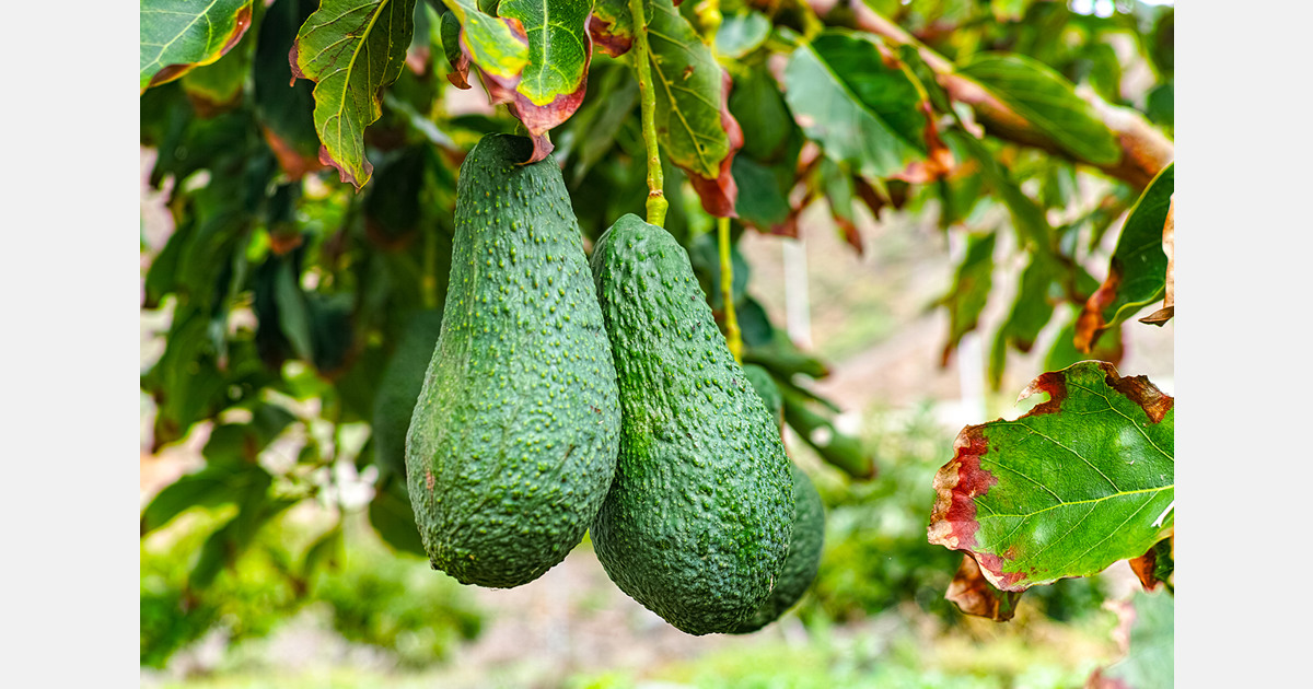Looking at sustainable avocado pruning in Australia
