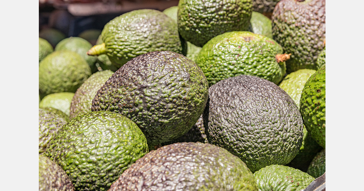 Antioquia has exported 36,000 tons of Hass avocado so far this year