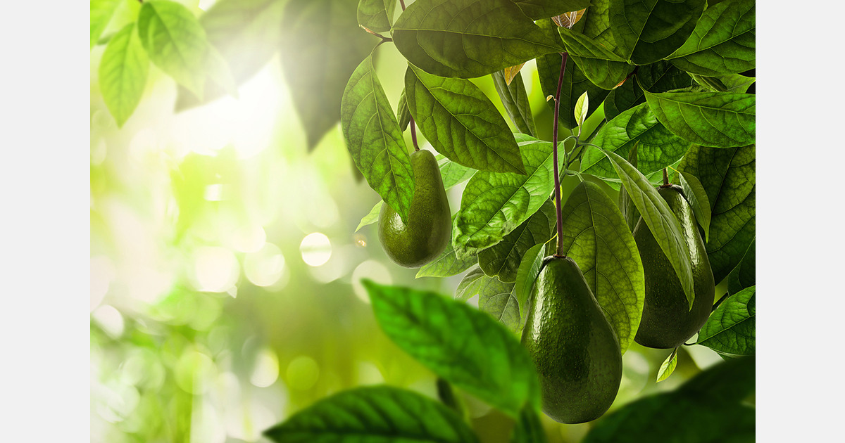 Avocado will be this year's star product at Fruit Attraction