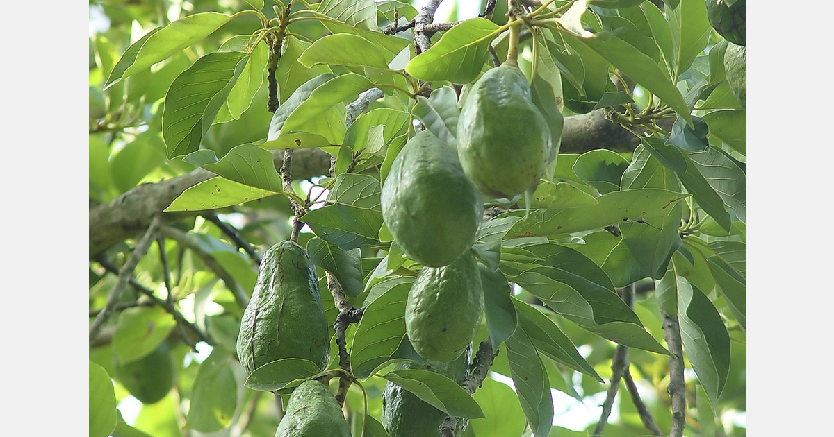 Tanganda Tea targets Chinese avocado market amid export diversification ...