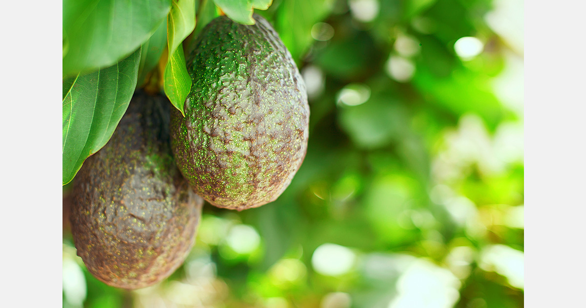 Australian research targets hormonal control of avocado fruit drop