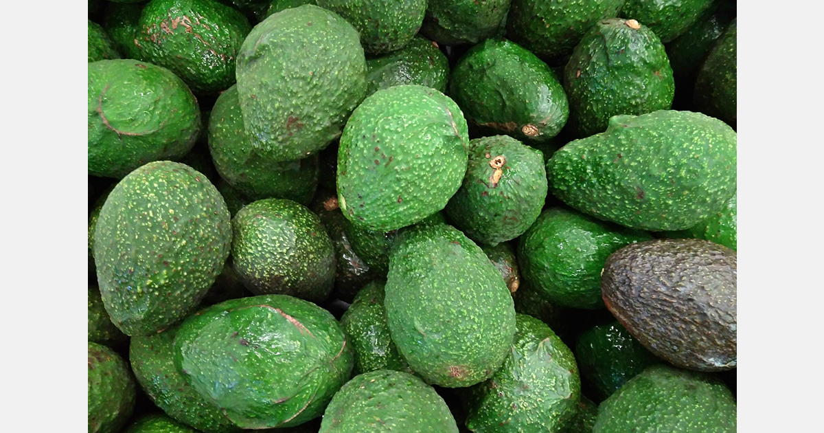 Peru's fresh avocado exports grew by 35% in the first quarter