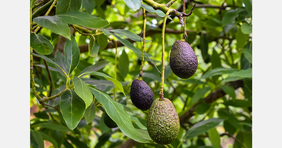 Njombe avocado farmers urge improved electricity access to boost ...