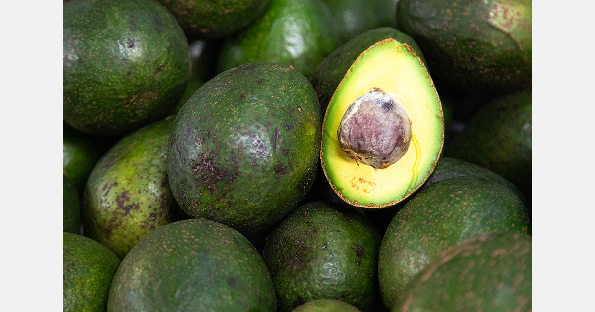 US shifts avocado inspection to Mexico, raising concerns