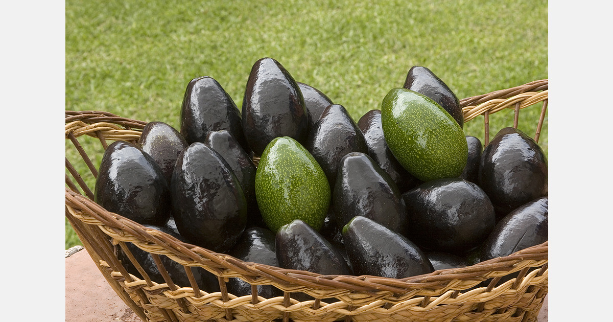 Researchers in Peru create a natural coating for Hass avocado