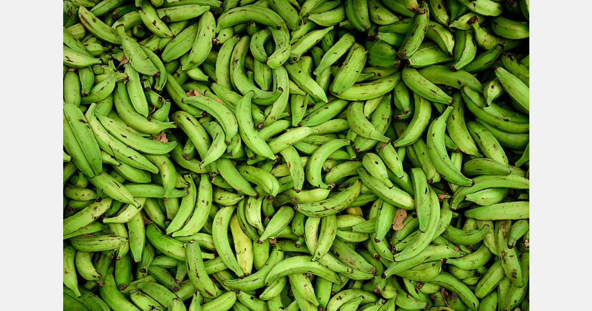 Peruvian banana exports decreased in September