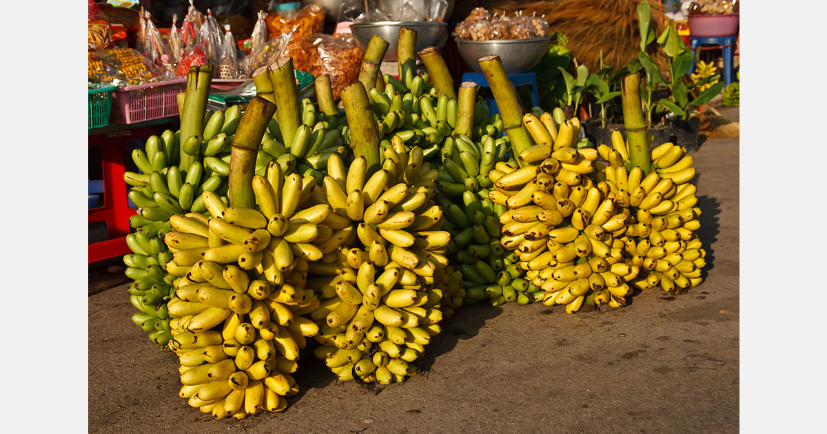 Premier Fresh Australia and ALDI's enduring partnership delivers ...