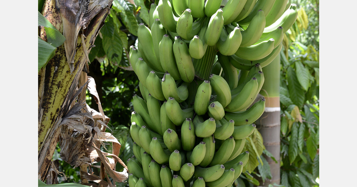 Disease-resistant banana varieties combat BBTV in Africa