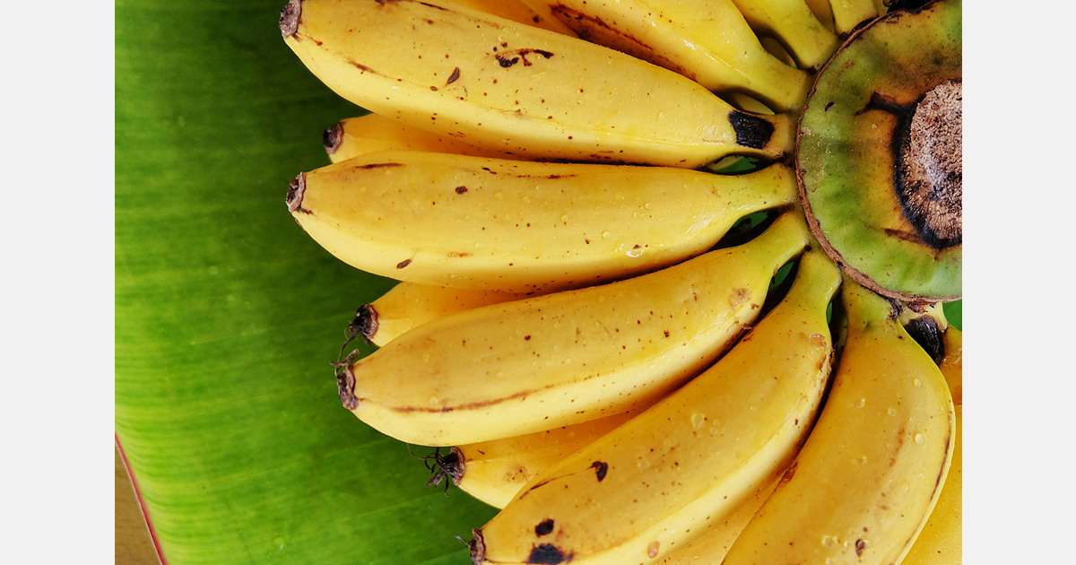 Genetic modification tackles banana disease in Australia