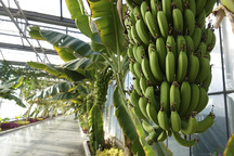 Top-10 banana producing countries in the world in 2024