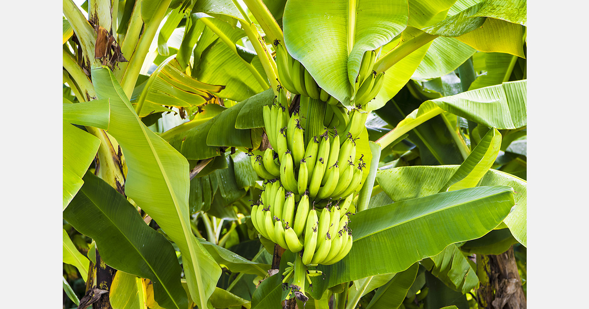 "First, we were unable to export bananas because of blockades, and now ...