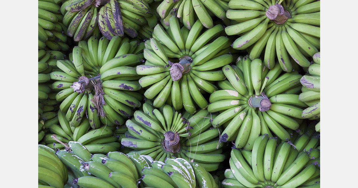 Price of plantain box to be $7.50 starting January
