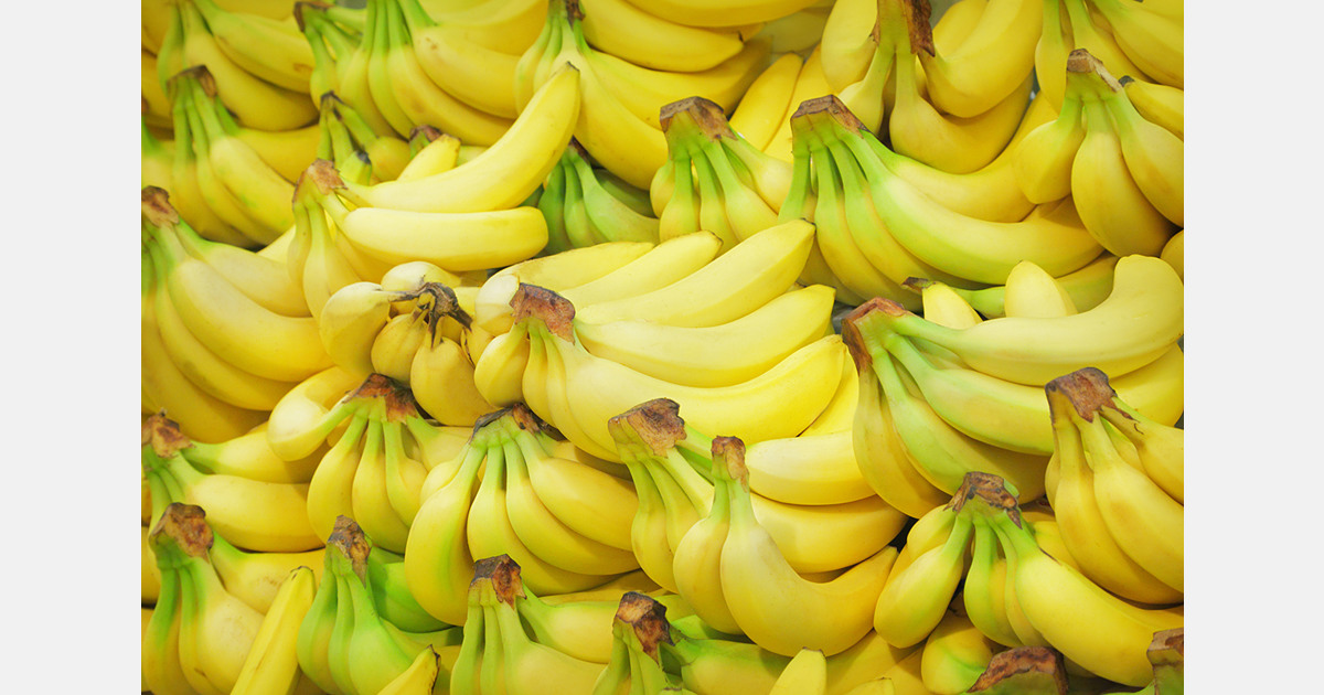 FreshPlaza Global Focus on Bananas