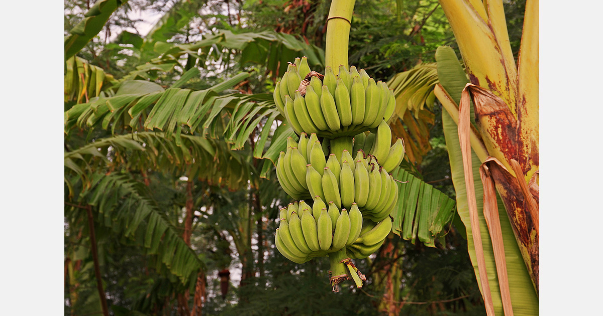 Taiwan surveys typhoon damage to fruit crops
