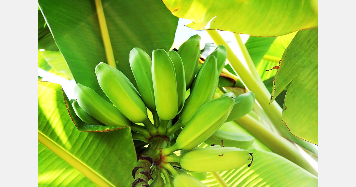 A banana variety resistant to the Fusarium Race 4 fungus arrives in Peru