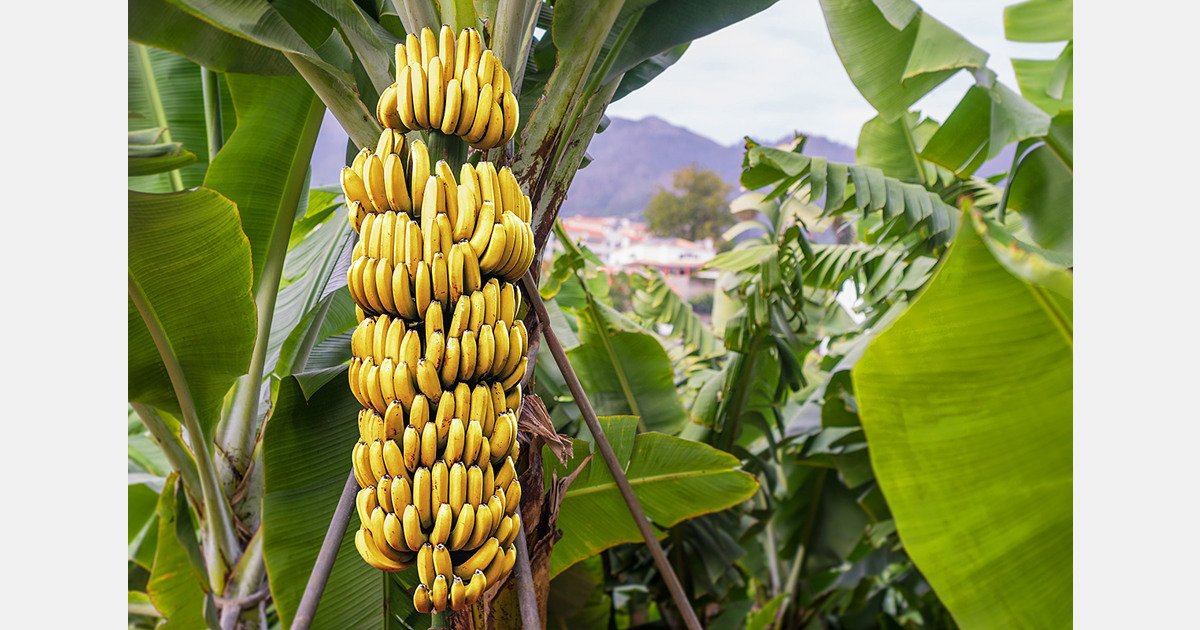 Vietnam launches TR4 project to protect banana production