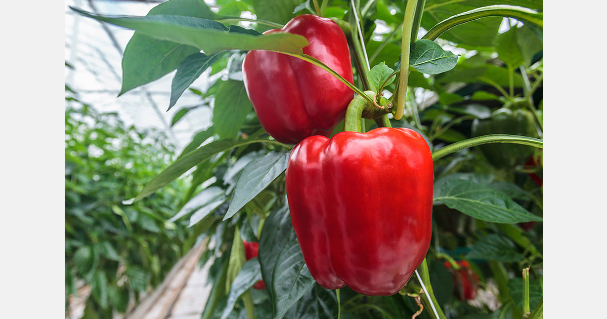 "Difficult weeks ahead for peppers"