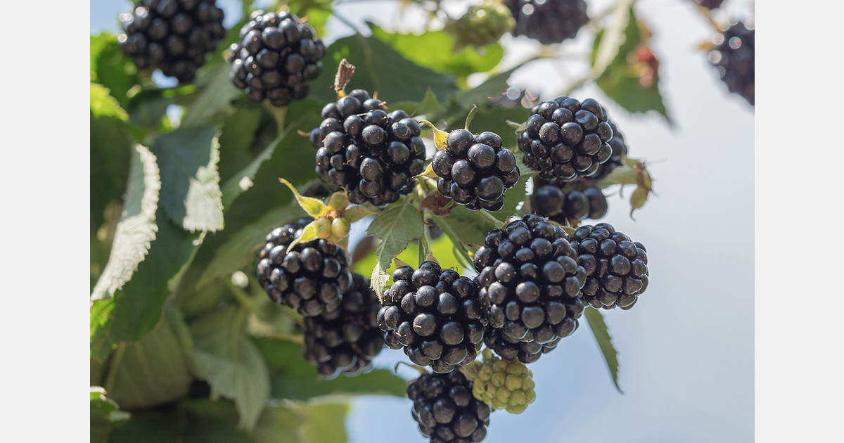 Arkansas blackberry field day highlights weather and tech