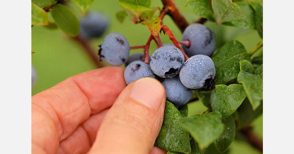 Genetic blueberry varieties, adapted to different climates, made Peru a ...
