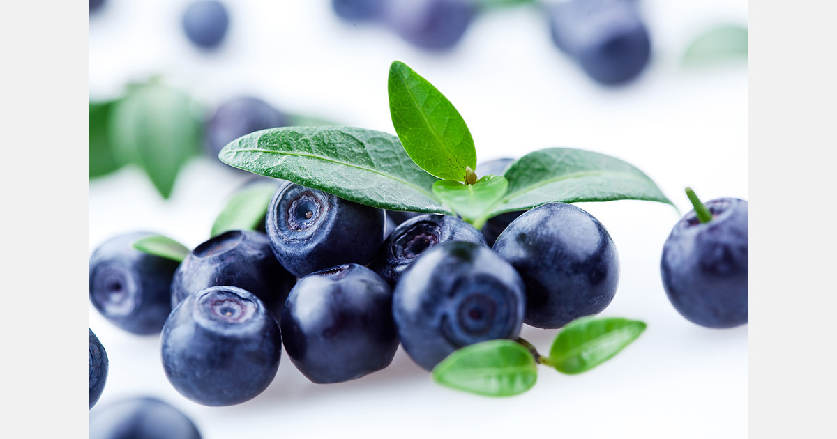 Camposol seeks to expand its portfolio with new blueberry variety