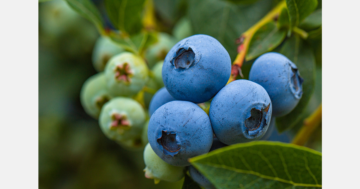 U.S. study links blueberries to infant allergy relief