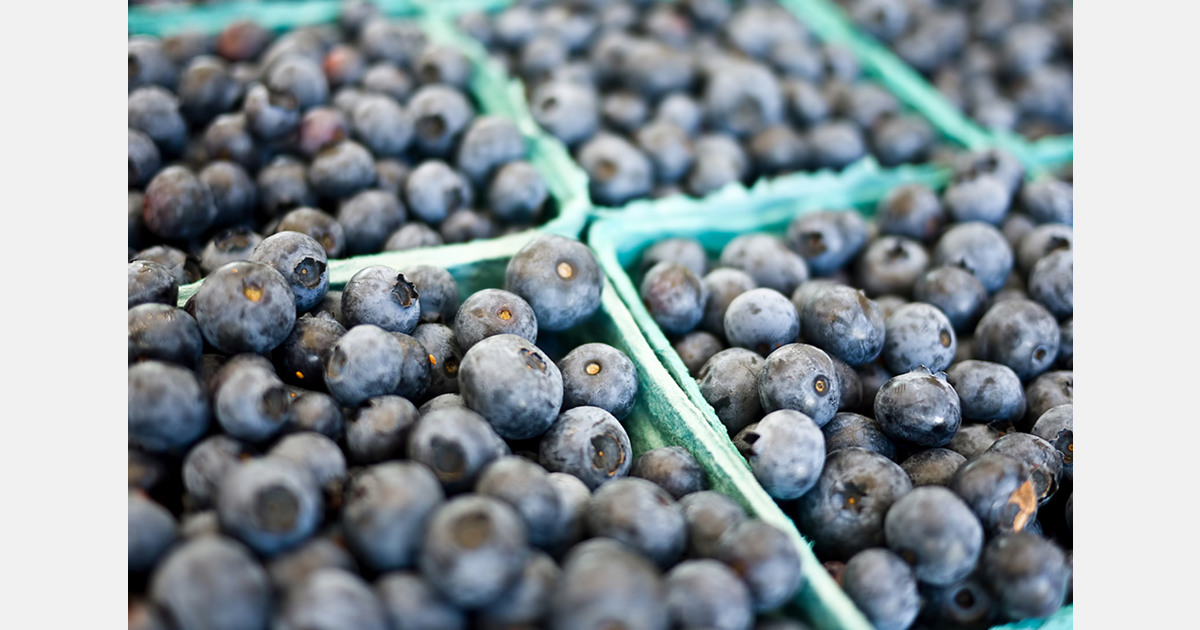 The UK is a great market for Morocco's blueberries
