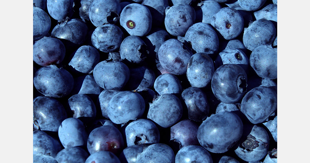 Chile adapts to rising blueberry competition