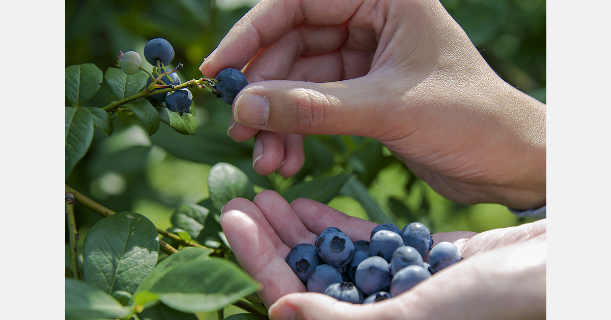 Florida's blueberry season sees lots of UF/IFAS varieties