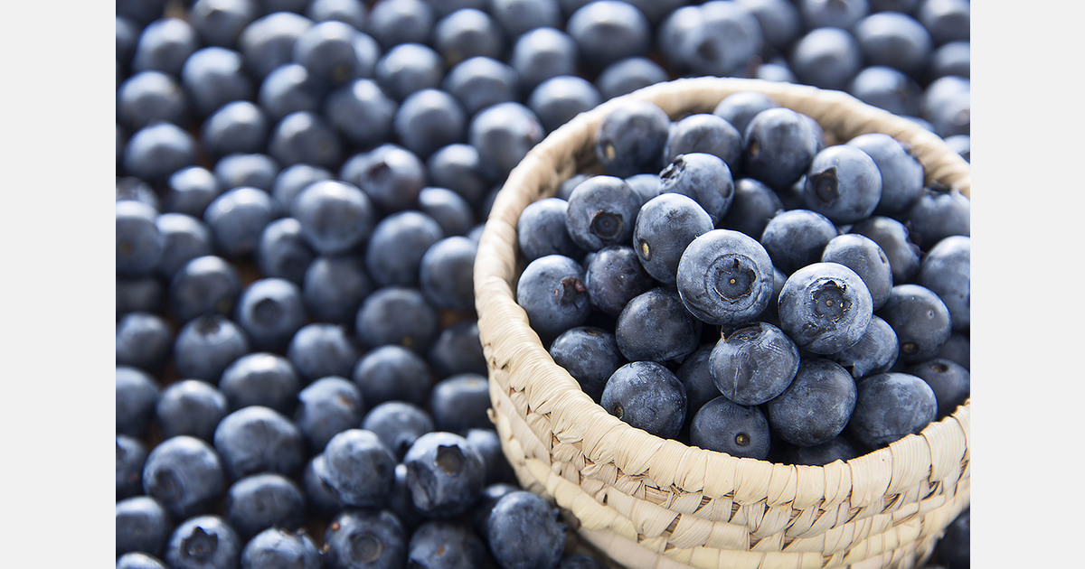 Peruvian blueberry exports up 53% in 2024/2025 with extended harvest