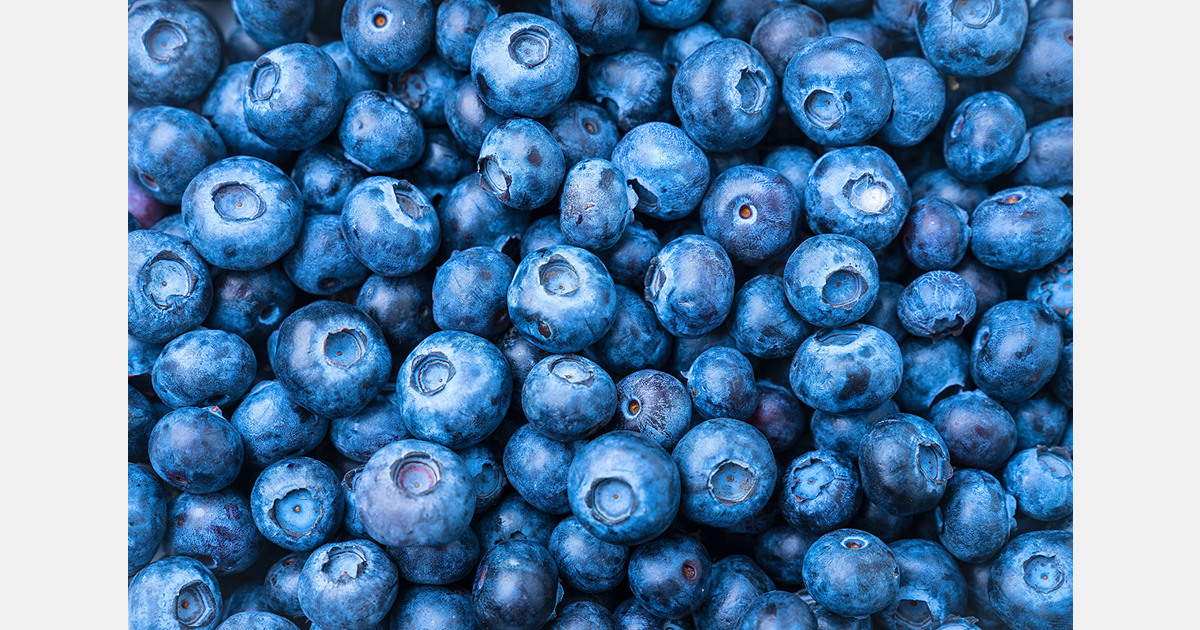 Himachal Pradesh sees the establishment of its first blueberry nursery