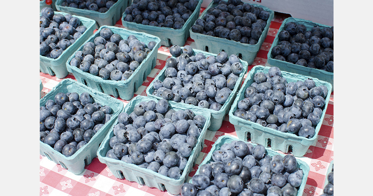 Peru exports first blueberries from Chancay port to Shanghai