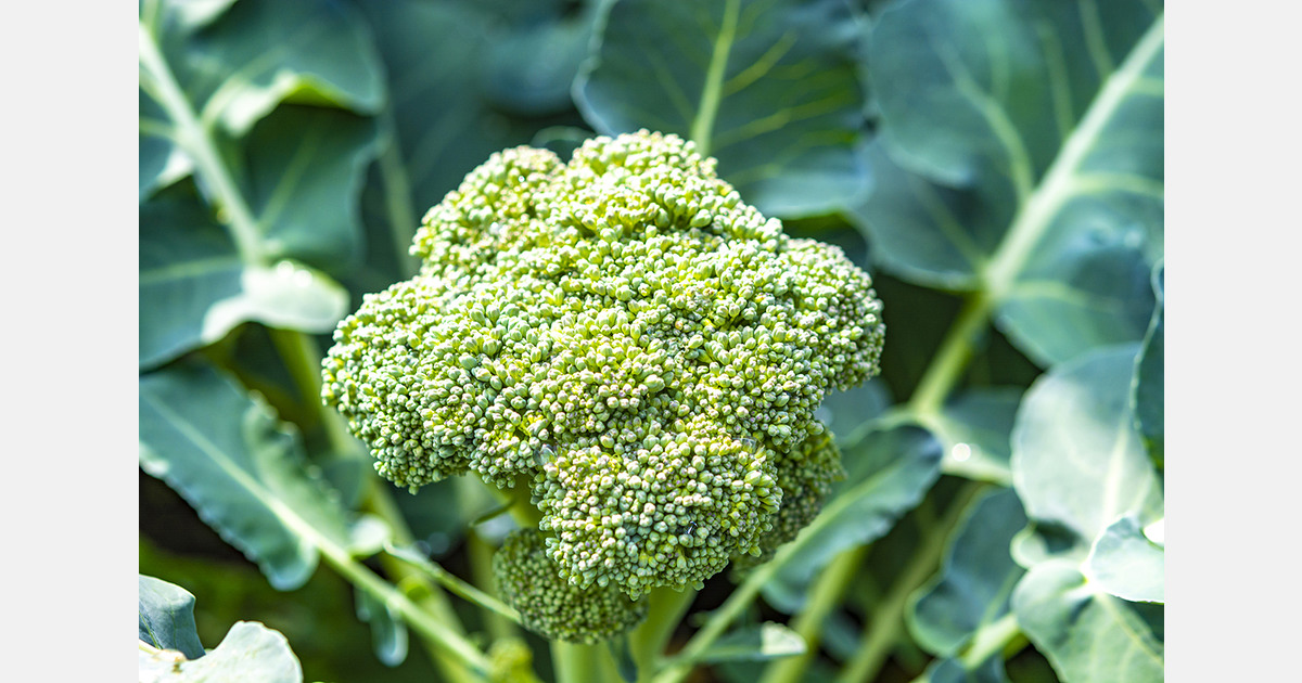 Dry weather turns Victoria broccoli bitter, causes major losses