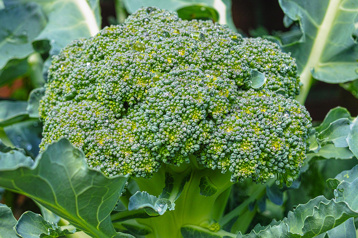 Strong broccoli market expected for another 30 days