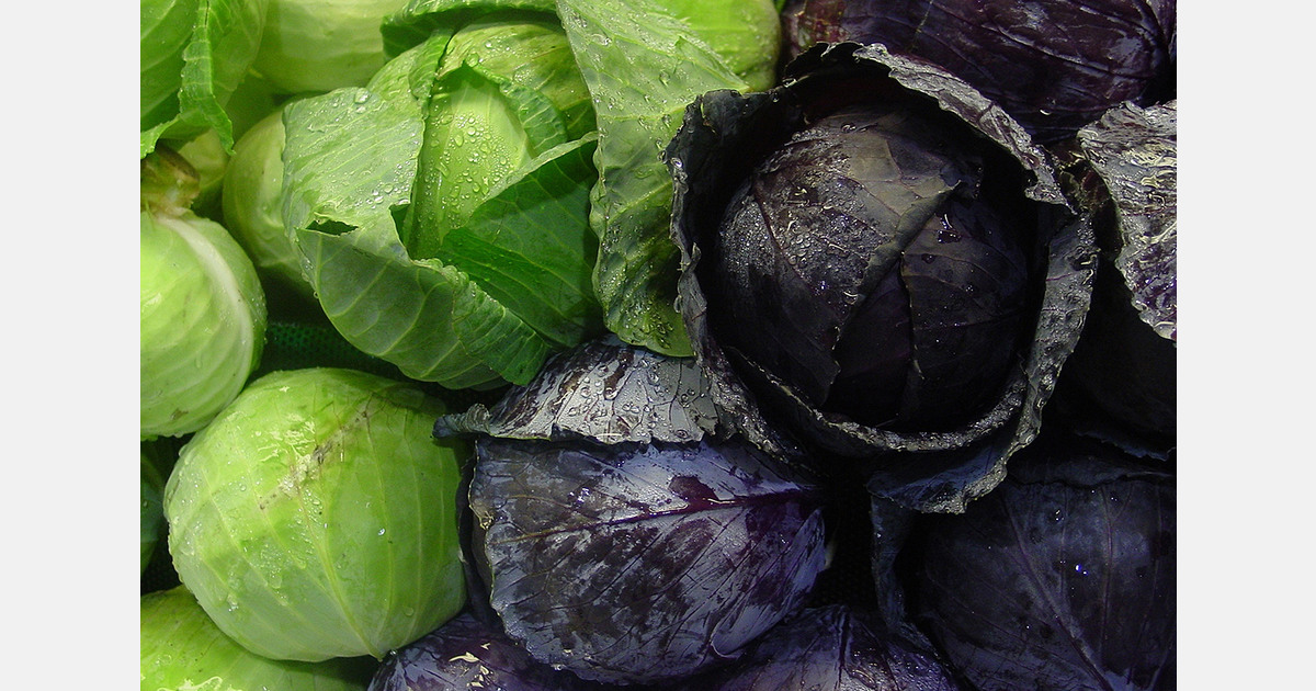 Georgia sees 70-fold surge in cabbage imports from Iran in 2025