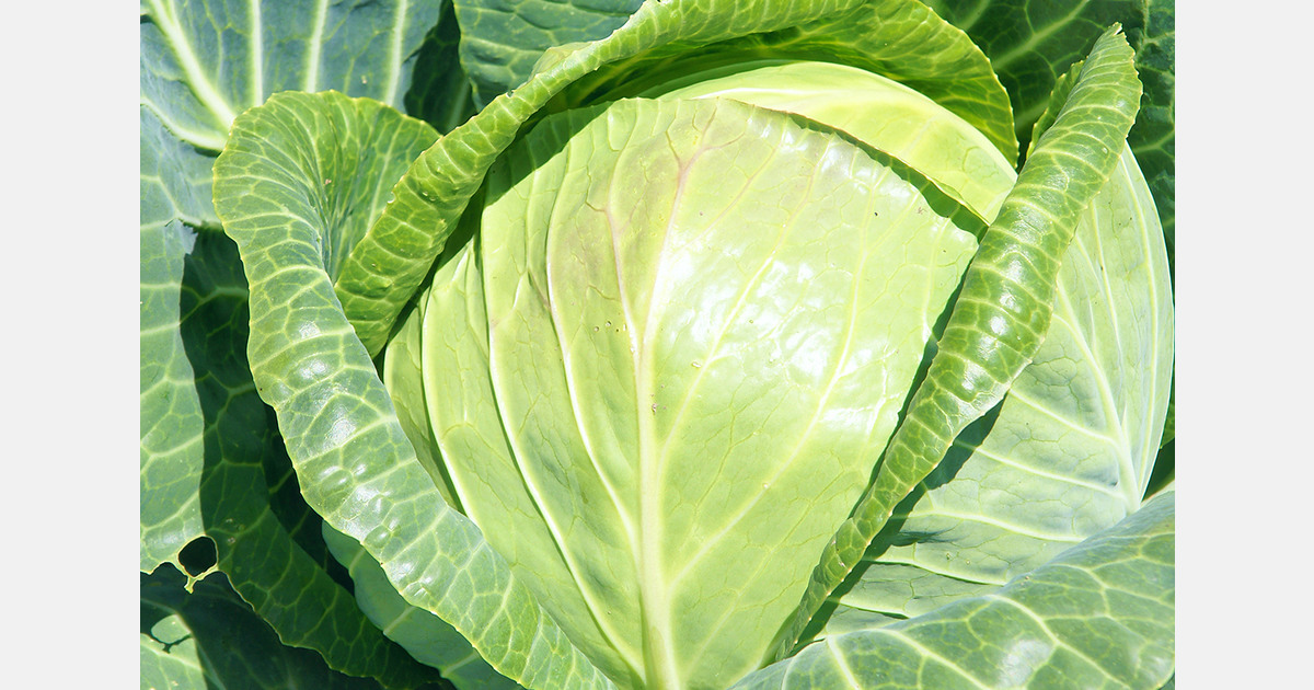 Cabbage prices heat up ahead of St. Patrick’s Day