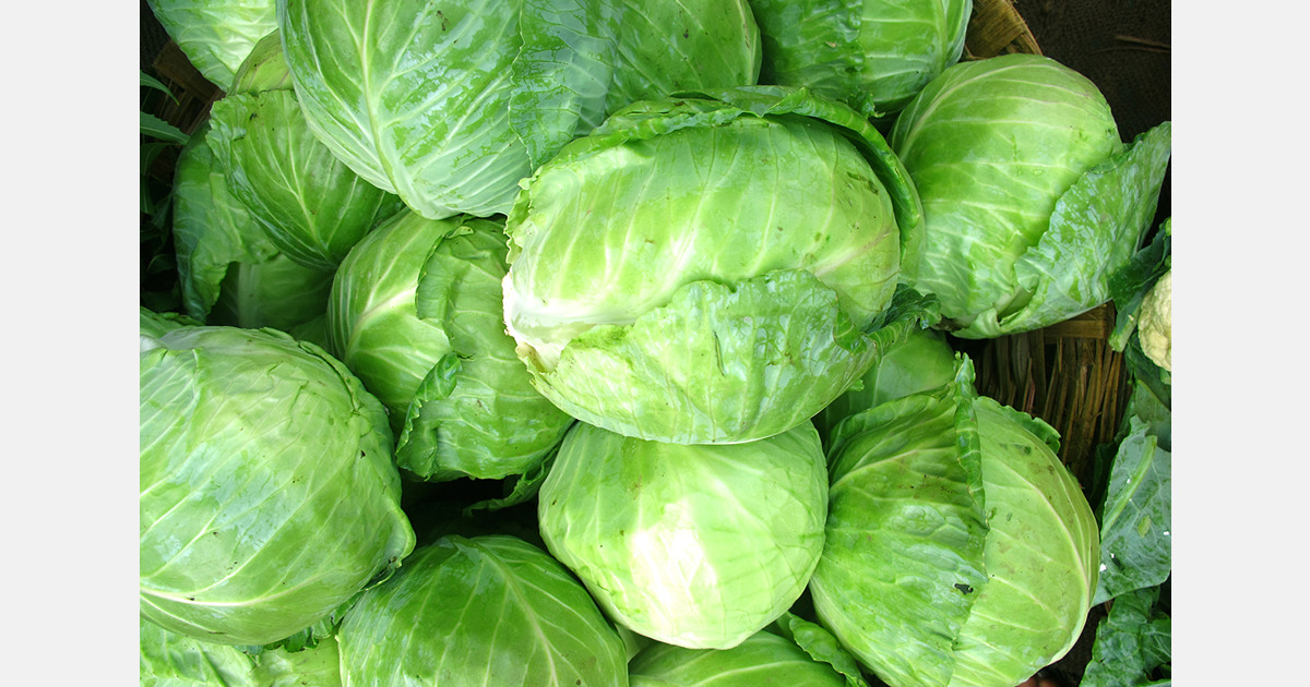 Sweet potato and cabbage prices rise in Uganda