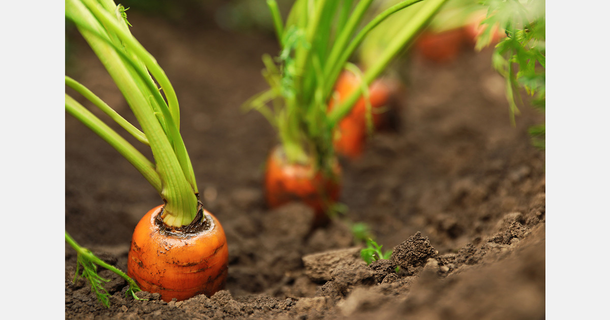 Which Spanish province grows the most carrots?